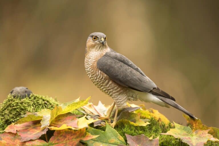 What Eats Hawks? A List of Hawk Predators