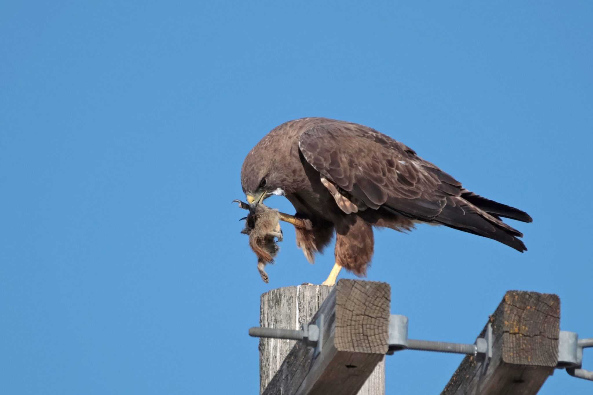 What Do Hawks Eat? - Hawk Diet & FAQs