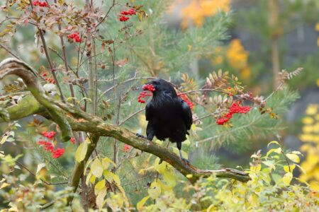 What Do Ravens Eat? (Raven Diet & FAQs)