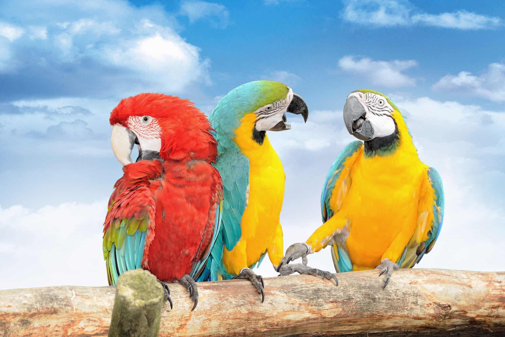 Why Do Parrots Talk? (And How Do They Talk Like Humans?)