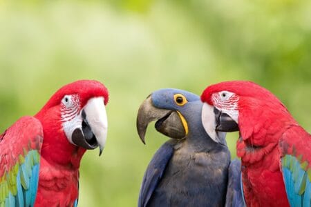 Why Do Parrots Talk? (And How Do They Talk Like Humans?)