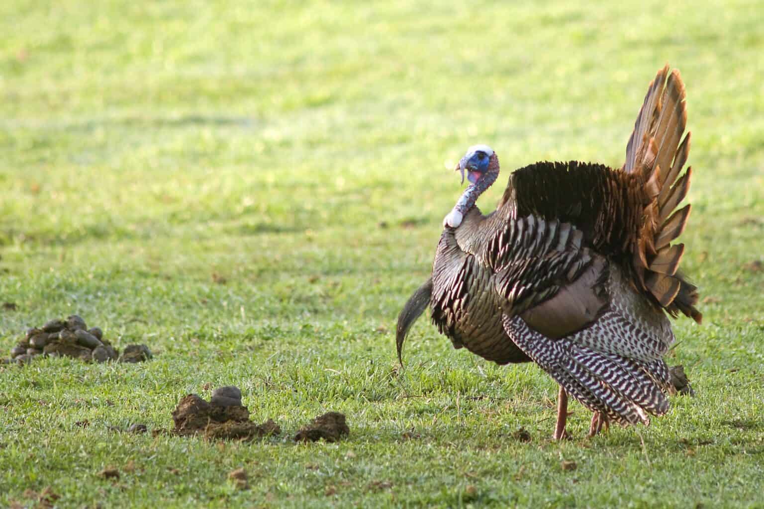 Turkey Poop 101: Everything You Need to Know
