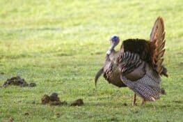 Turkey Poop 101: Everything You Need to Know