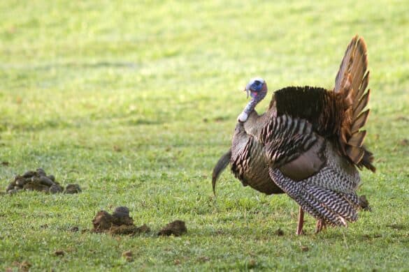 Turkey Poop 101: Everything You Need to Know