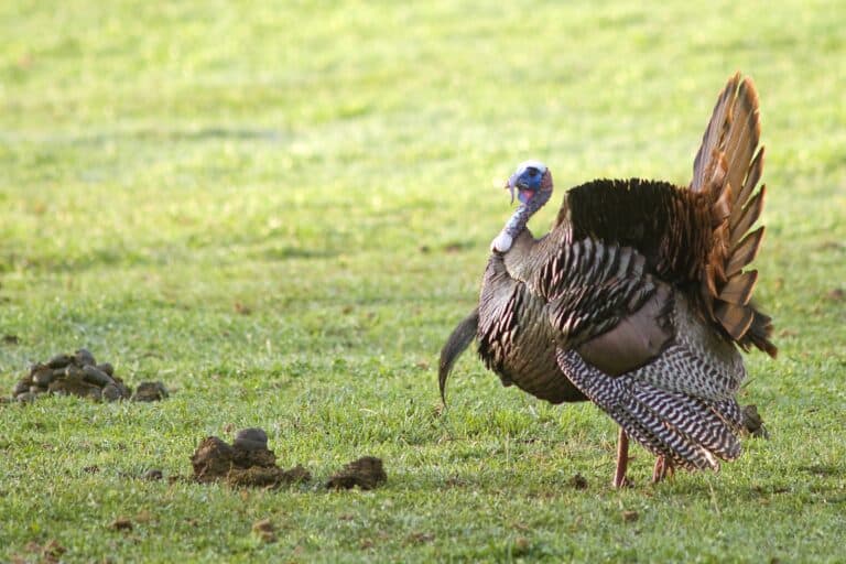 Turkey Poop 101: Everything You Need to Know