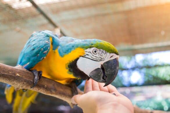 Why Do Parrots Talk? (And How Do They Talk Like Humans?)
