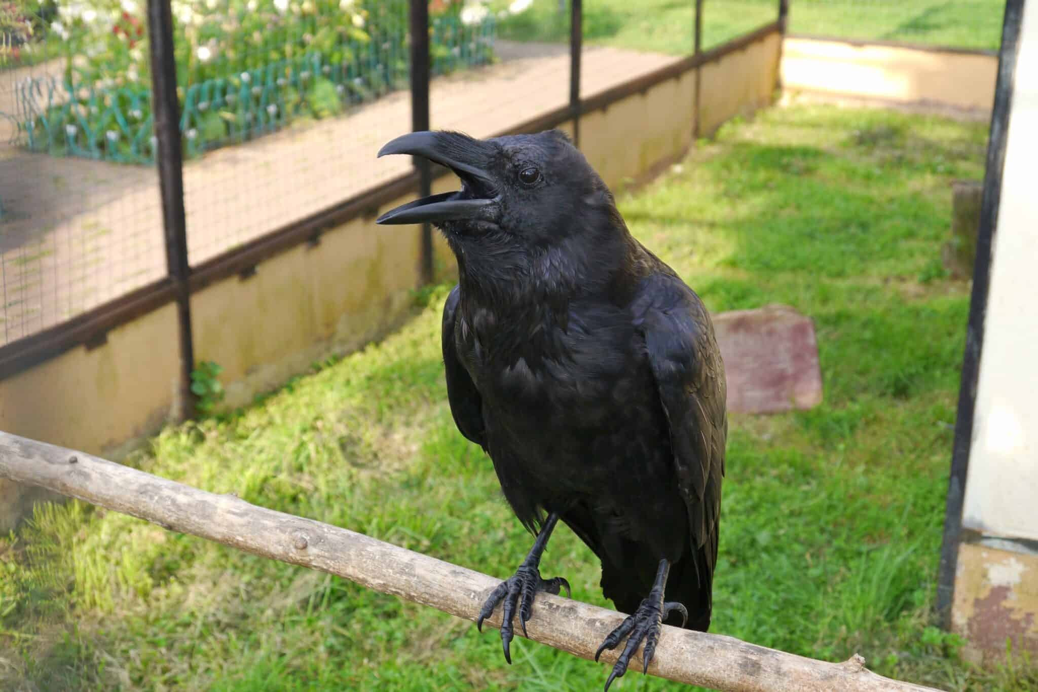 Can Ravens Talk Like Parrots? (And How Do They Talk?)