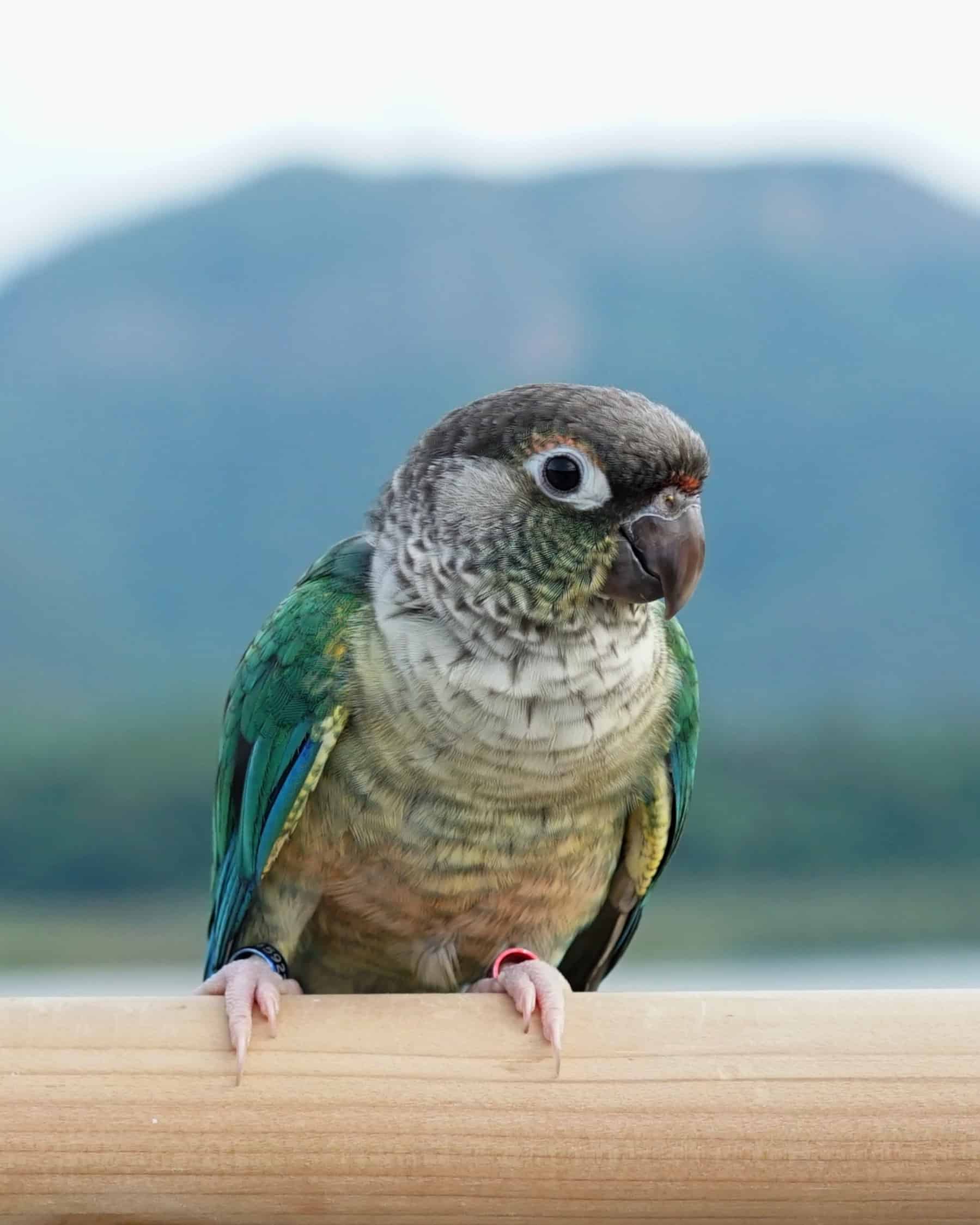 Turquoise Green Cheek Conure: Species Profile & Pictures