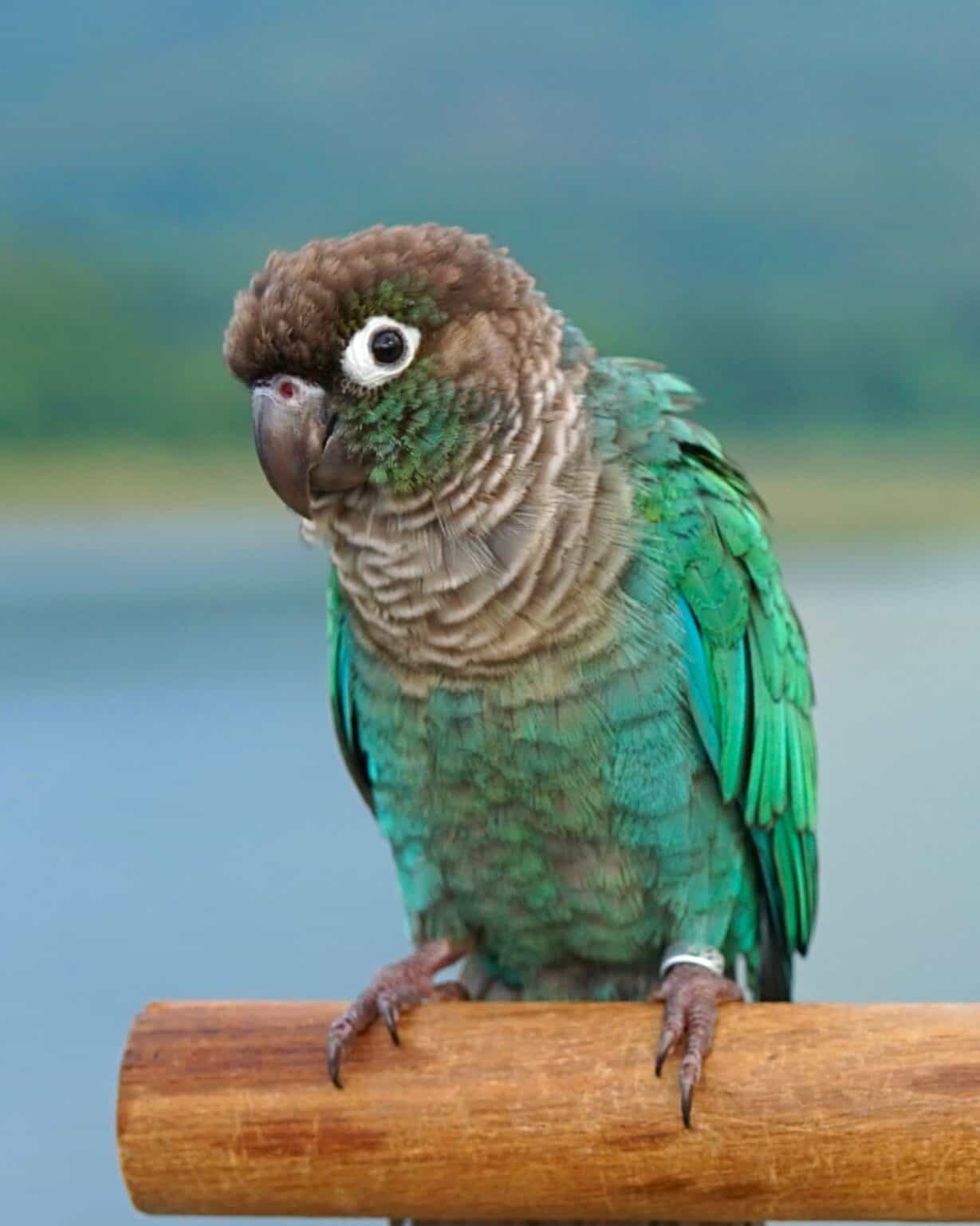 Turquoise Green Cheek Conure: Species Profile & Pictures