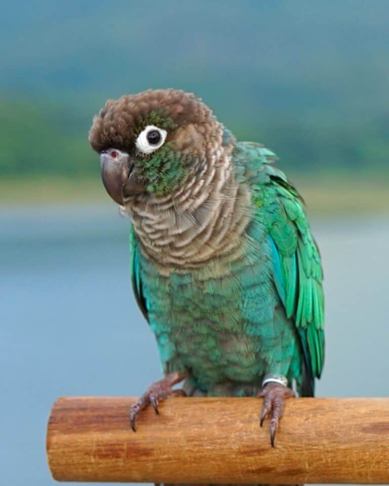 Turquoise Green Cheek Conure: Species Profile & Pictures