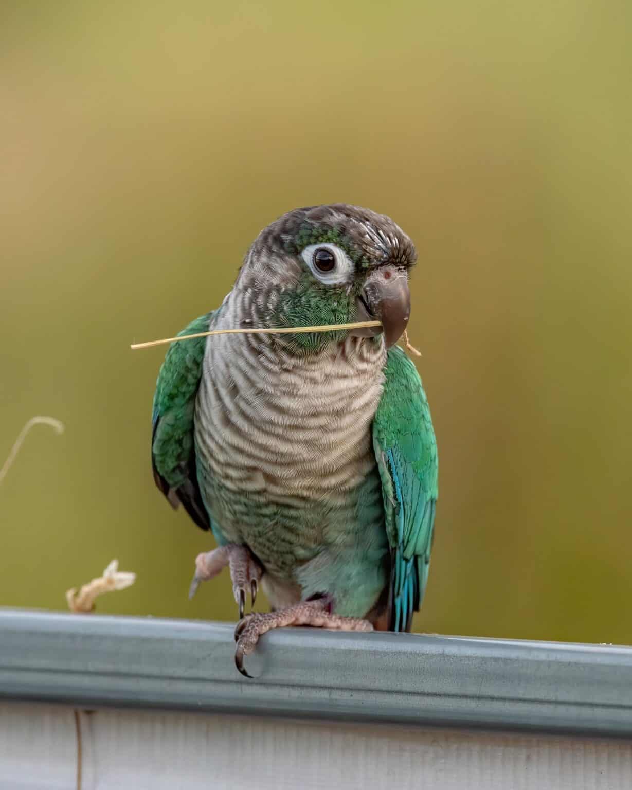 Turquoise Green Cheek Conure: Species Profile & Pictures