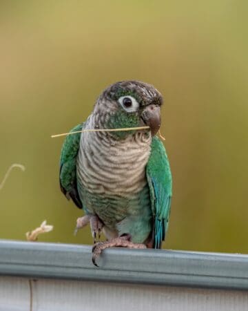 Turquoise Green Cheek Conure: Species Profile & Pictures