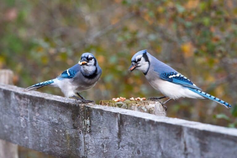 What Do Blue Jays Eat? (Feeding Tips & How to Attract Them)