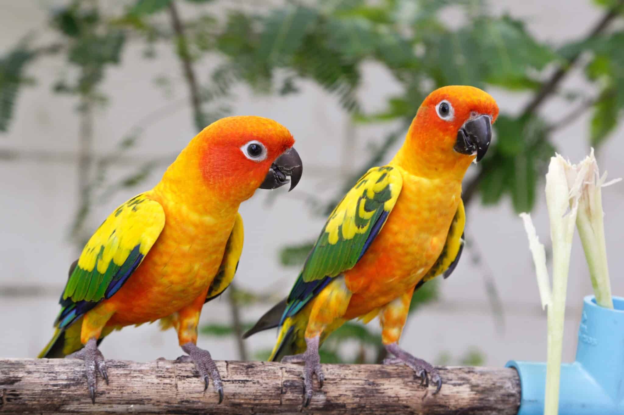 Macaw vs. Parrot: What’s the Difference?