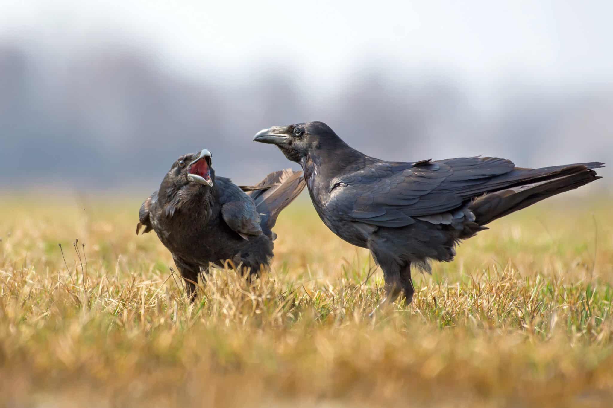 Can Ravens Talk Like Parrots? (And How Do They Talk?)