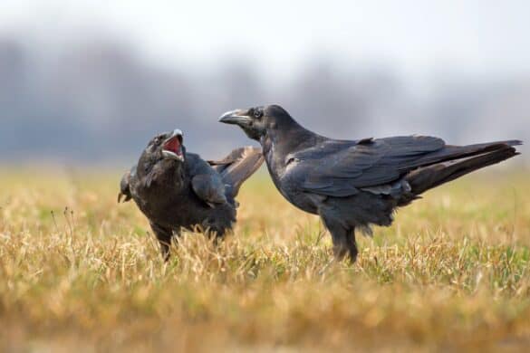 Can Ravens Talk Like Parrots? (And How Do They Talk?)