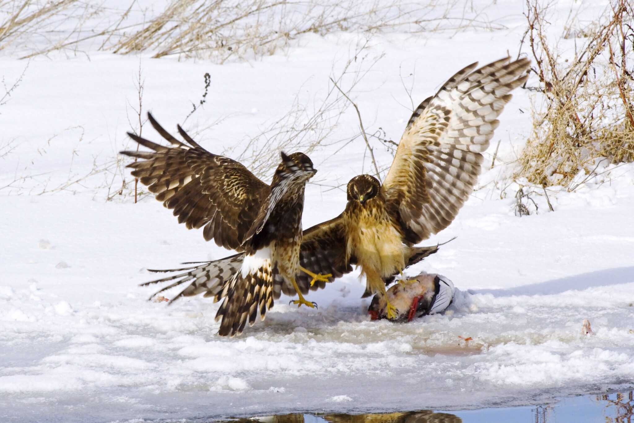 What Eats Hawks? A List of Hawk Predators
