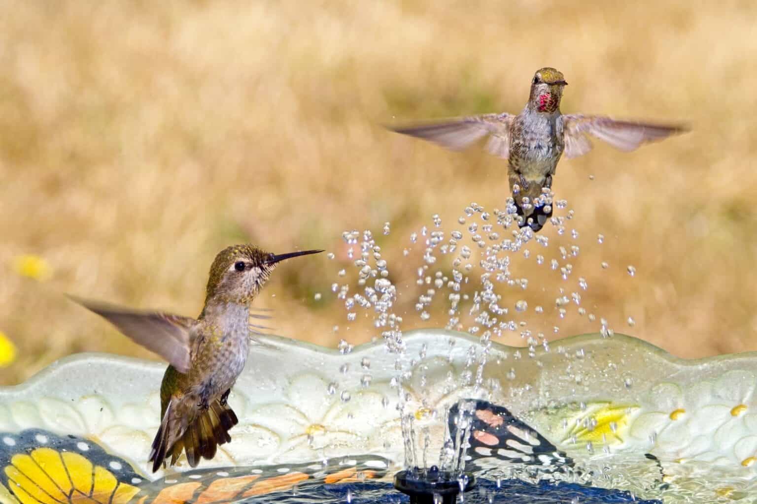 A Guide to Hummingbird Bird Baths in Your Yard