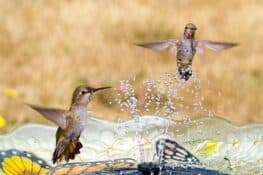 A Guide to Hummingbird Bird Baths in Your Yard
