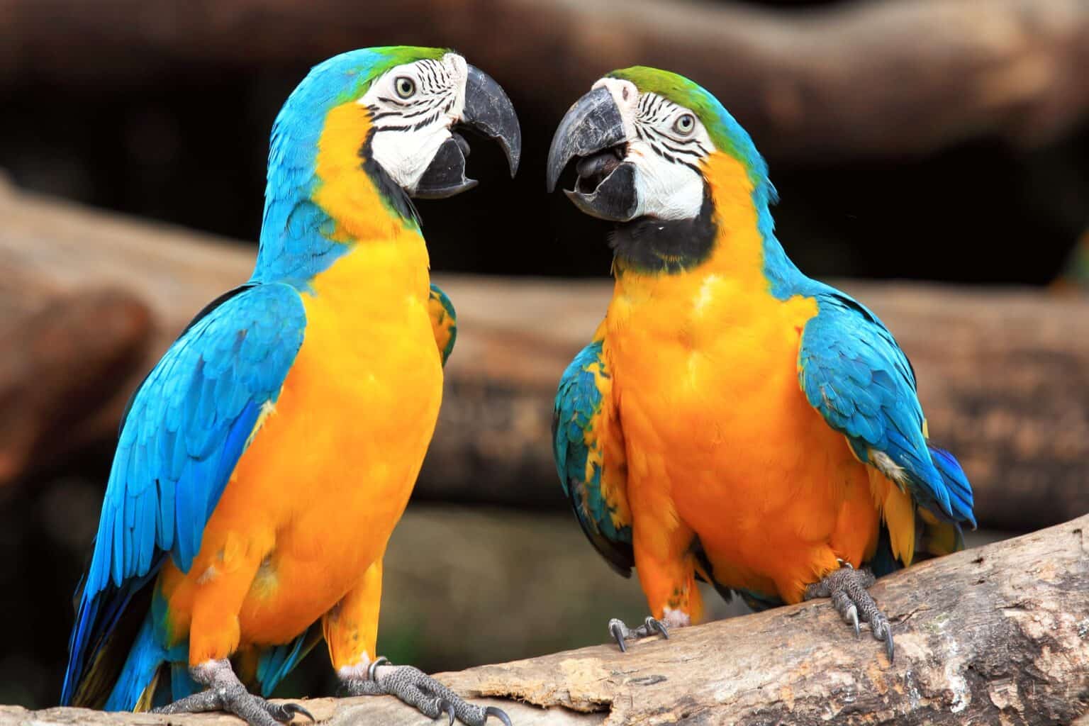 Why Do Parrots Talk? (And How Do They Talk Like Humans?)