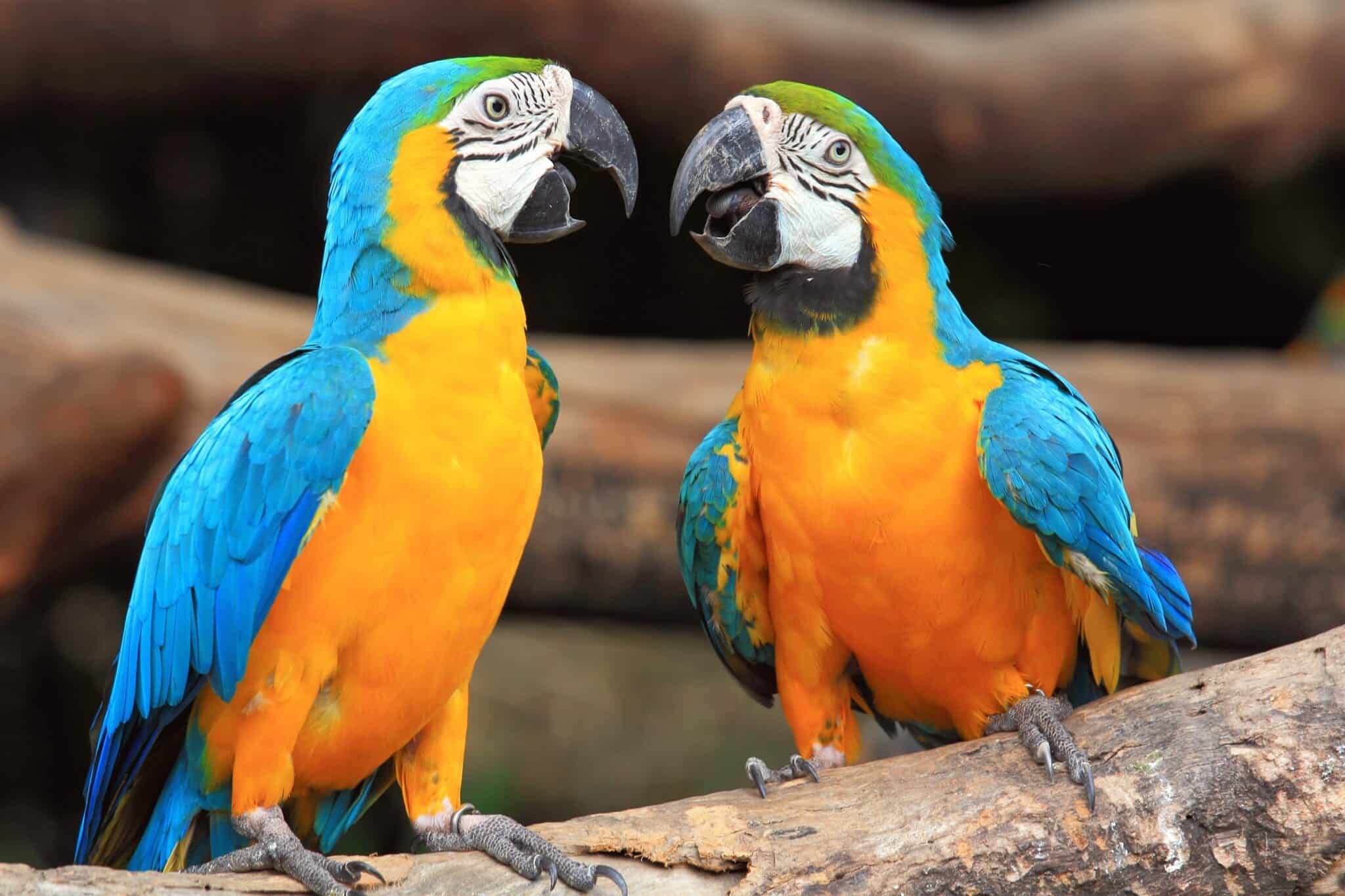 Macaw vs. Parrot: What’s the Difference?
