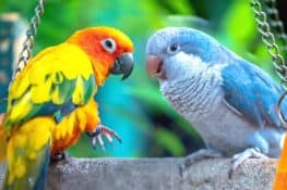 Why Do Parrots Talk? (And How Do They Talk Like Humans?)