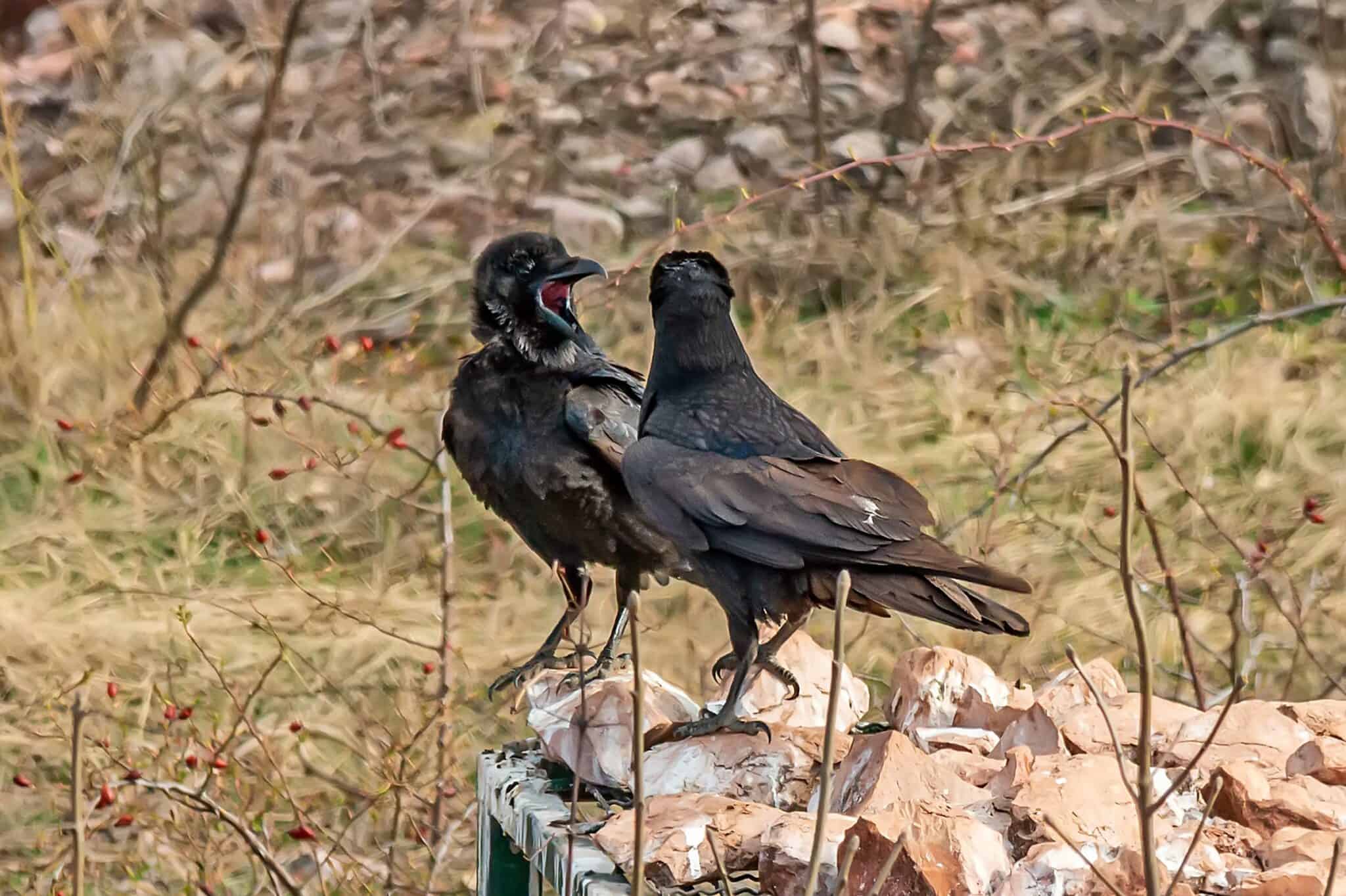 Can Ravens Talk Like Parrots? (And How Do They Talk?)