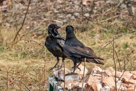 Can Ravens Talk Like Parrots? (And How Do They Talk?)