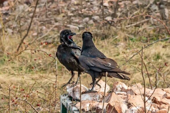 Can Ravens Talk Like Parrots? (And How Do They Talk?)