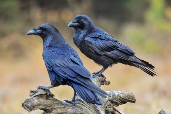 Blackbirds vs. Crows vs. Ravens: What's the Difference?