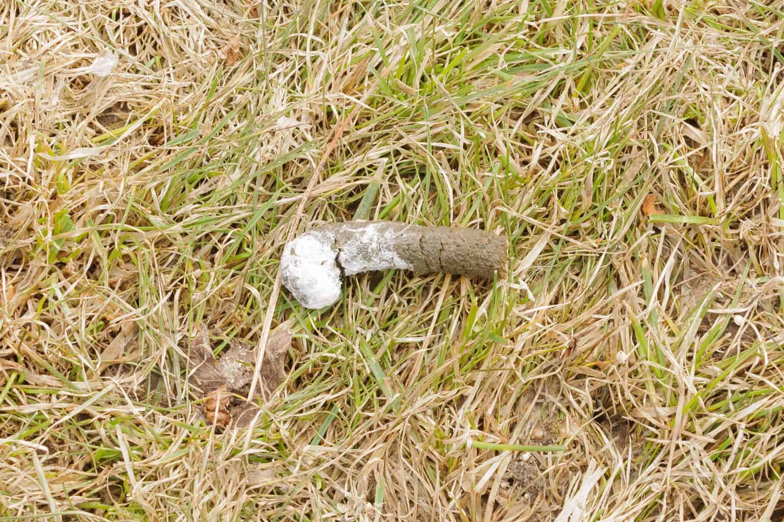 Turkey Poop 101: Everything You Need to Know