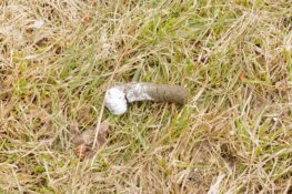 Turkey Poop 101: Everything You Need to Know