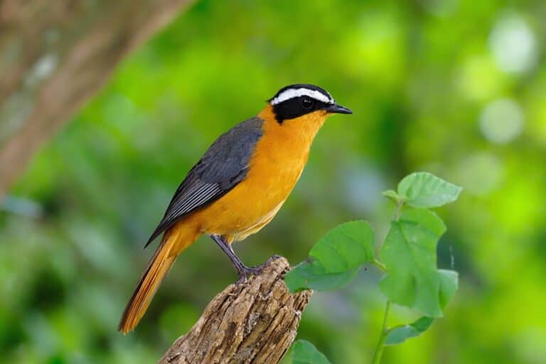 17 Different Types of Robin Birds - Bird Helpful