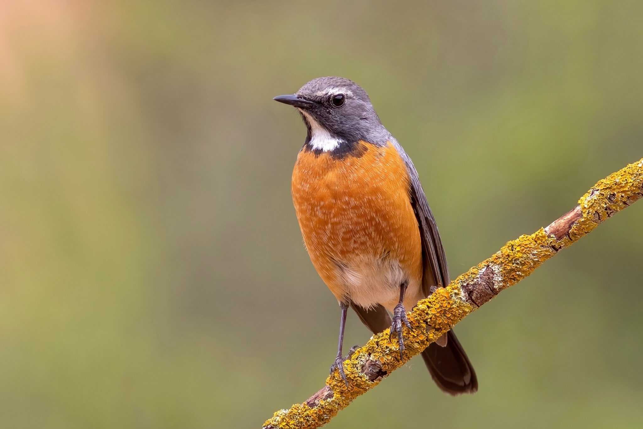 17 Different Types of Robin Birds - Bird Helpful