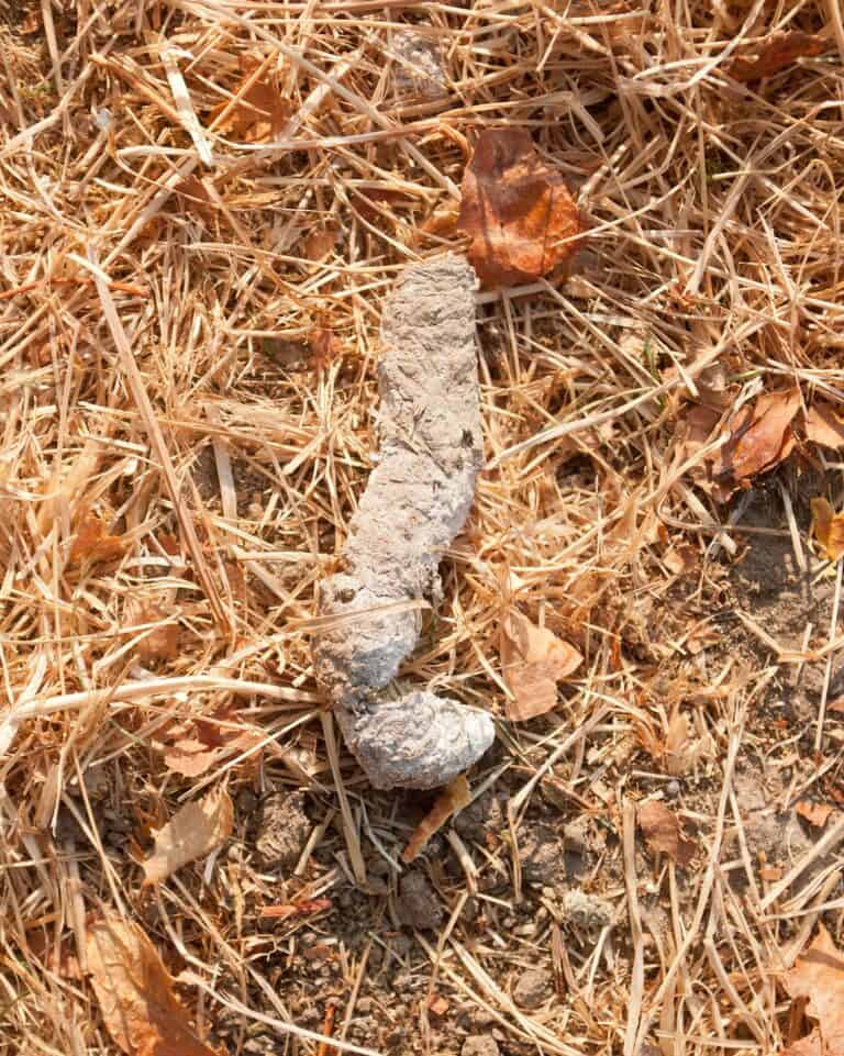 Turkey Poop 101: Everything You Need to Know