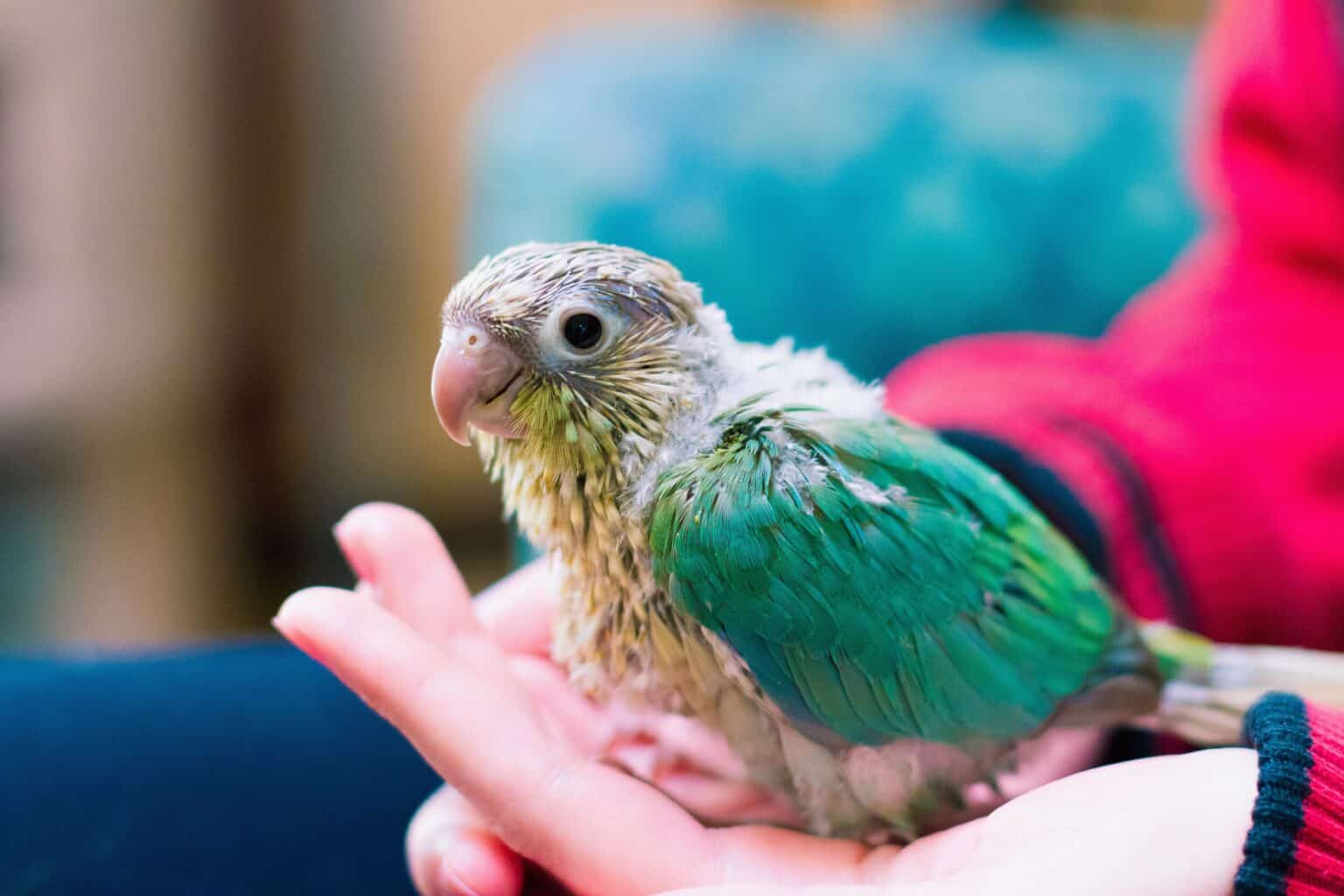 Turquoise Green Cheek Conure: Species Profile & Pictures