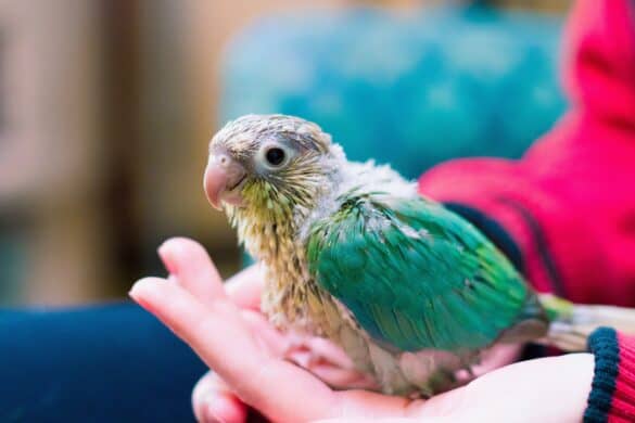 Turquoise Green Cheek Conure: Species Profile & Pictures