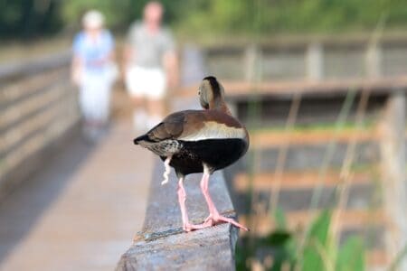 Why Do Ducks Have Corkscrew-shaped Penises?