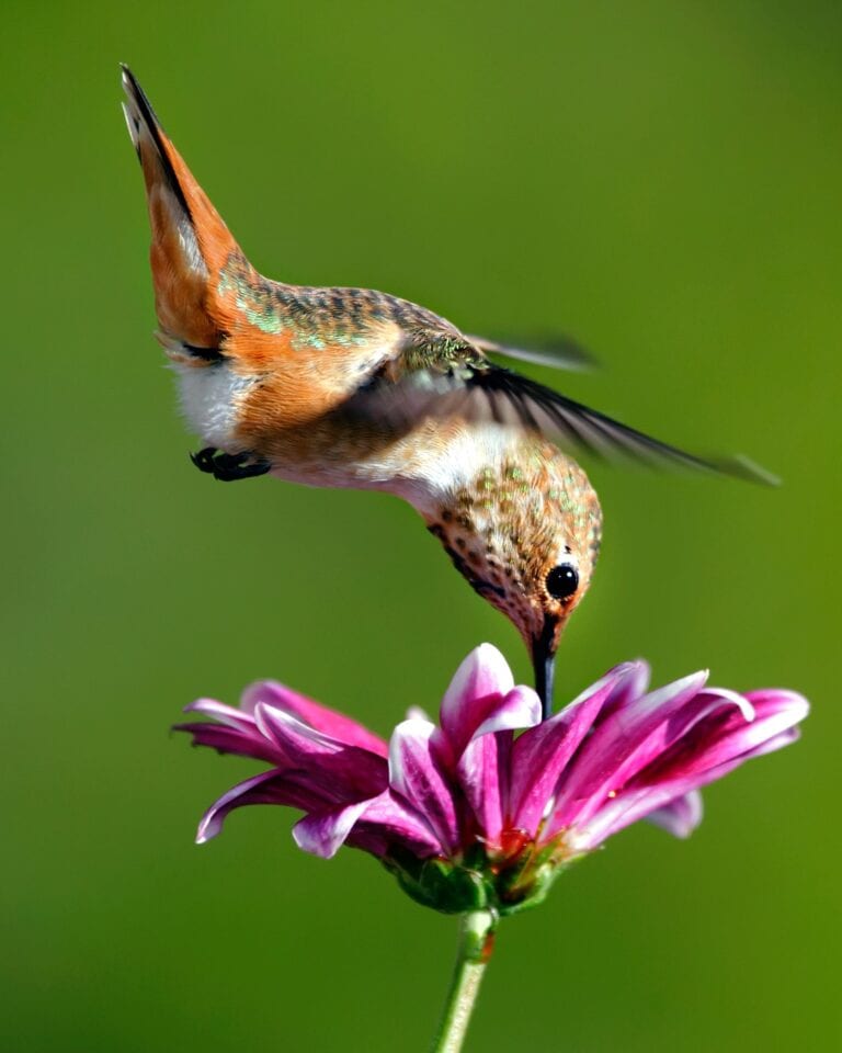 Hummingbird Colors: The Colorful Spectrum of Hummingbirds