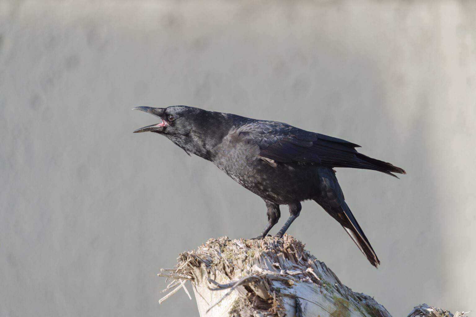 Can Crows Talk Like Parrots? (How Do They Communicate?)