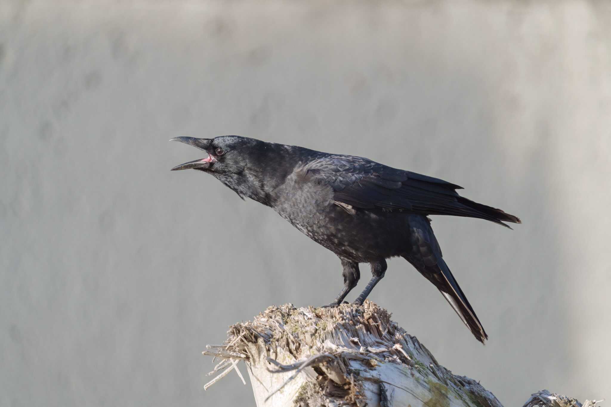 Can Crows Talk Like Parrots? (How Do They Communicate?)