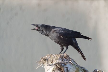 Can Crows Talk Like Parrots? (How Do They Communicate?)