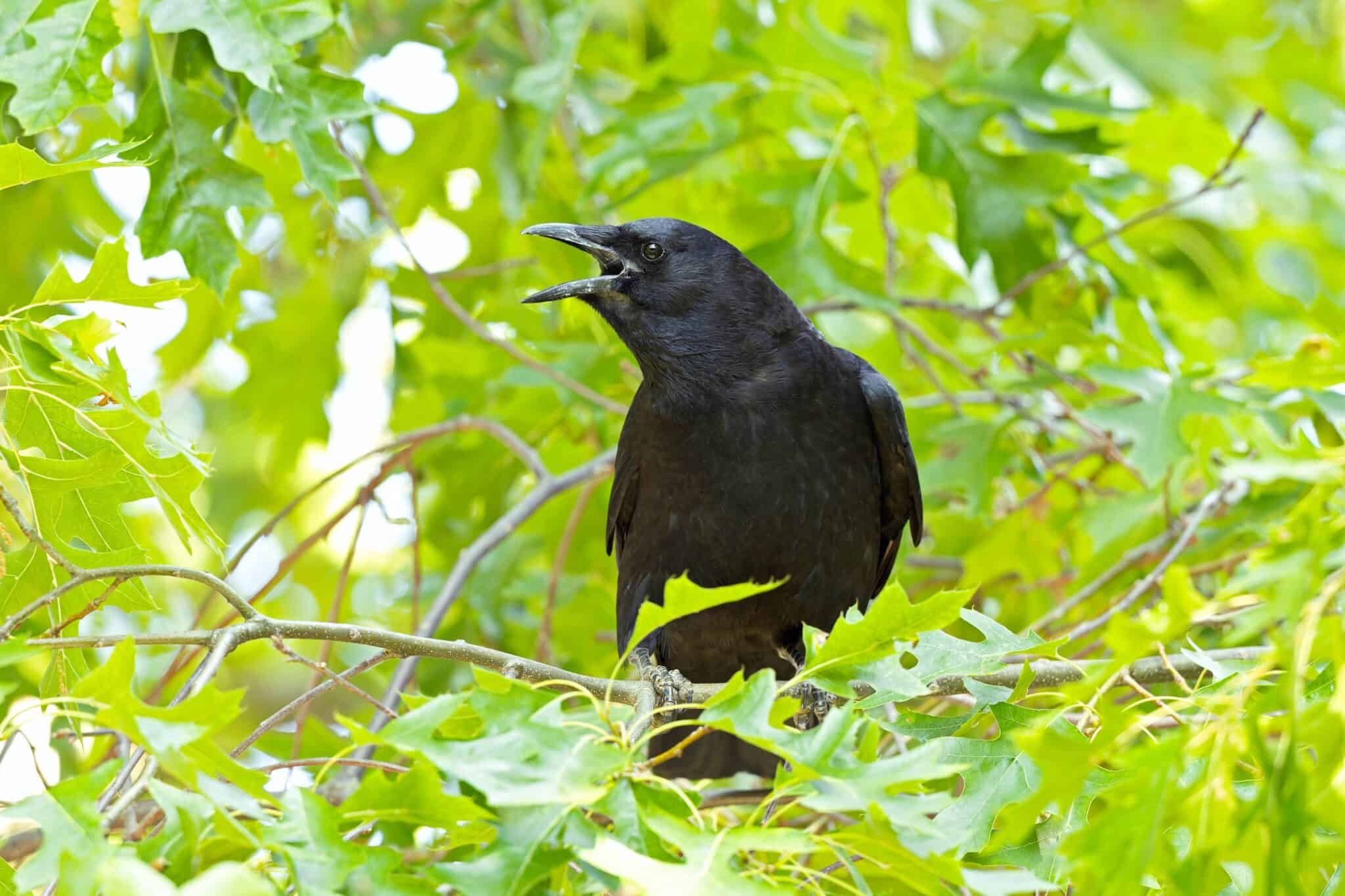 Can Crows Talk Like Parrots? (How Do They Communicate?)