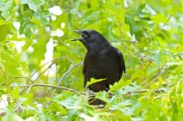 Can Crows Talk Like Parrots? (How Do They Communicate?)