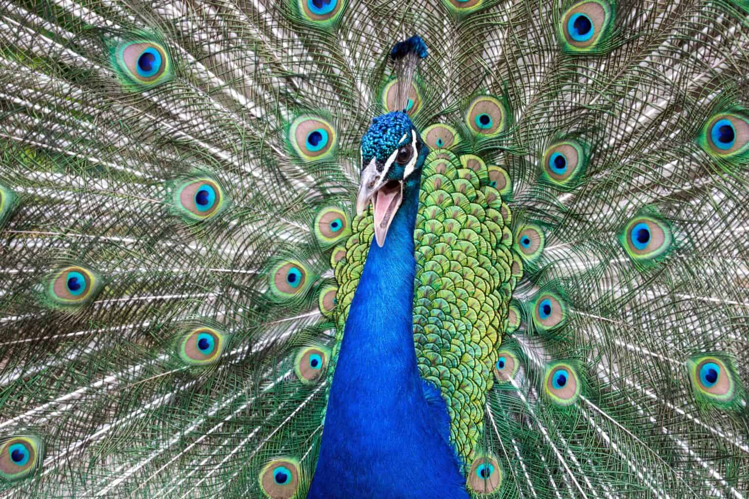 Are Peacocks Aggressive? Do They Attack Humans?