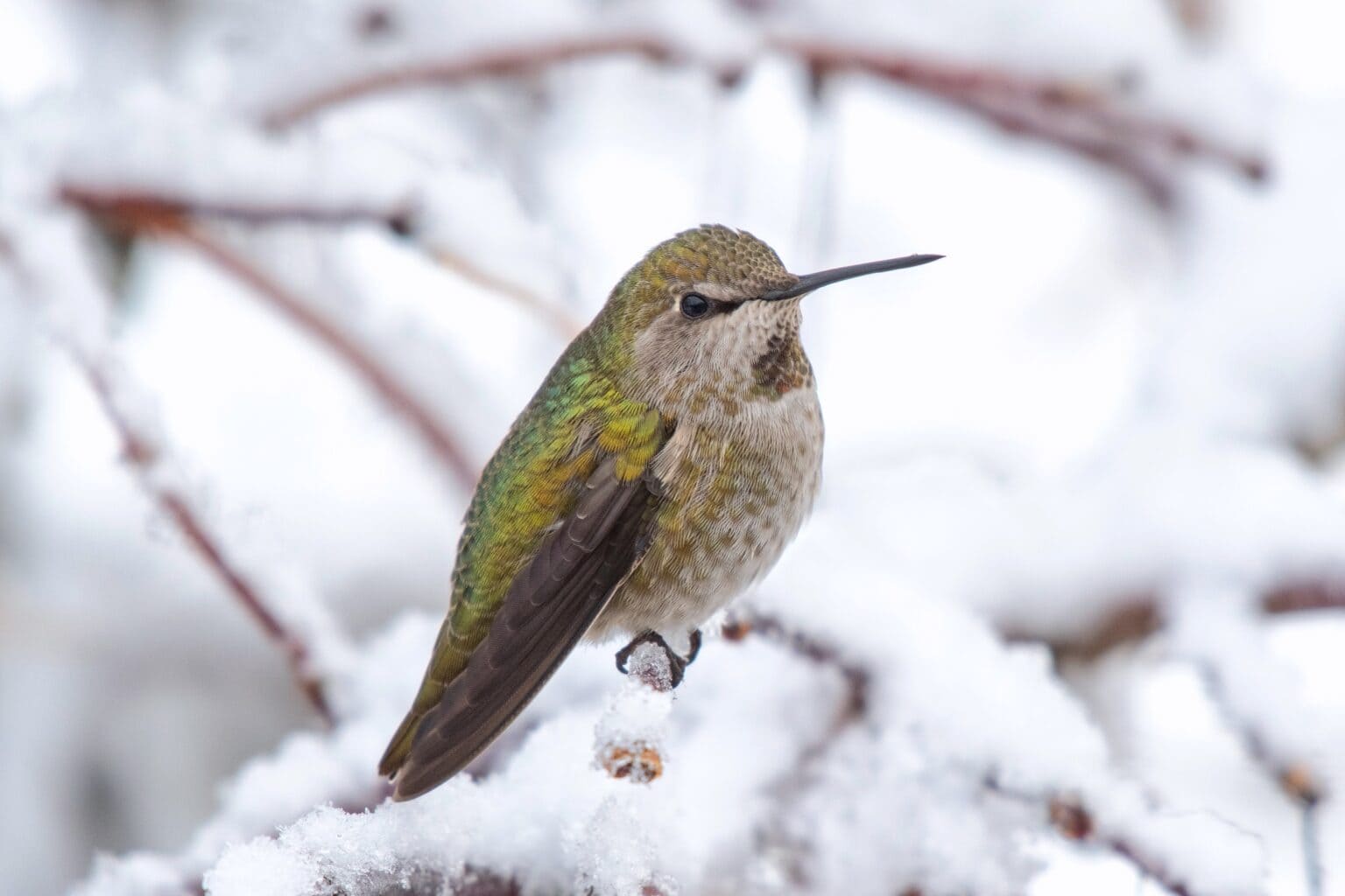 Where Do Hummingbirds Migrate for the Winter? - Bird Helpful