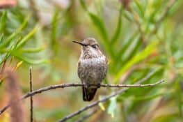 How and Where Do Hummingbirds Sleep at Night?