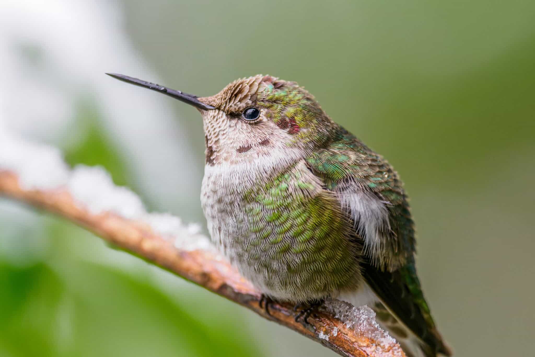 Where Do Hummingbirds Migrate for the Winter? - Bird Helpful