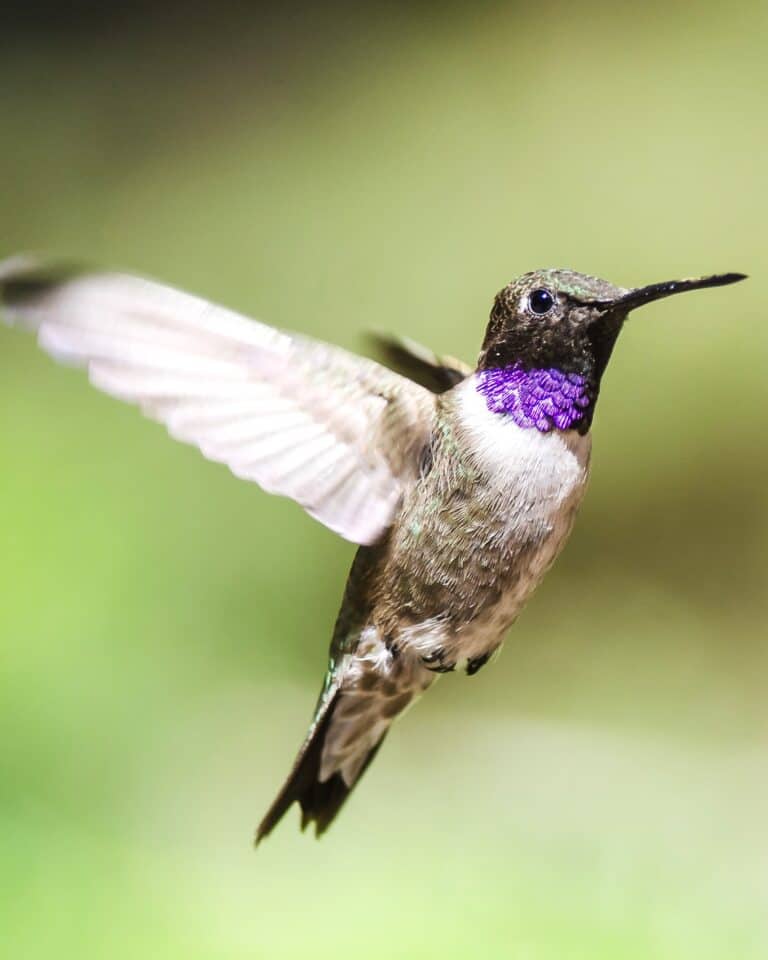 Hummingbird Colors: The Colorful Spectrum of Hummingbirds