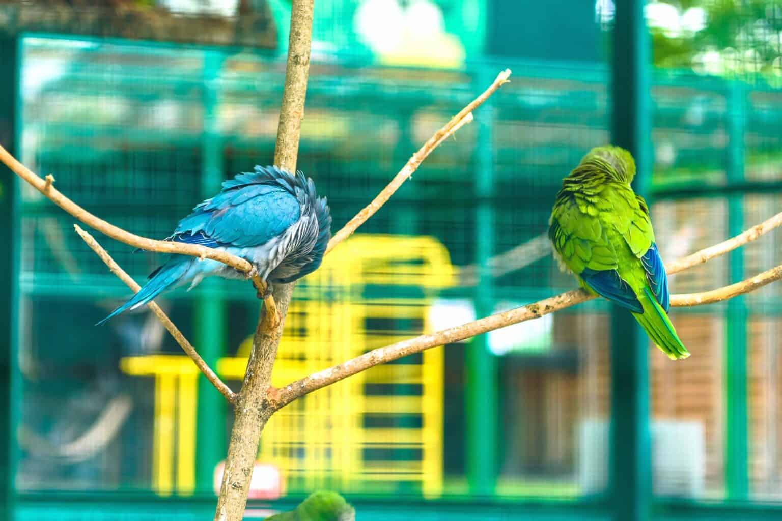 All Quaker Parrot Color Mutations Explained - Bird Helpful